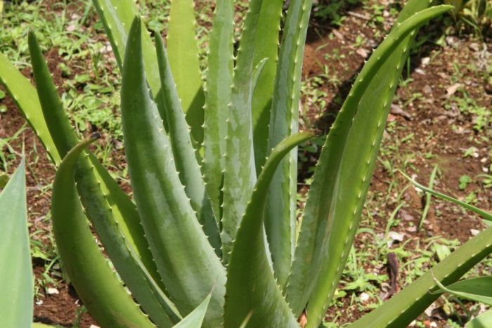 Como fazer o gel de aloe vera – Dr. Vinícius Bonisson